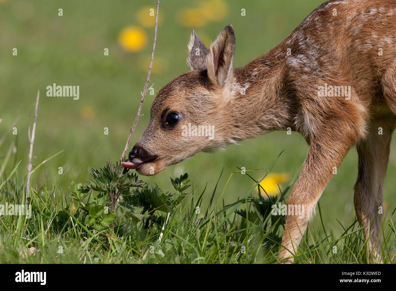 Hirsch essen -Fotos und -Bildmaterial in hoher Auflösung – Alamy