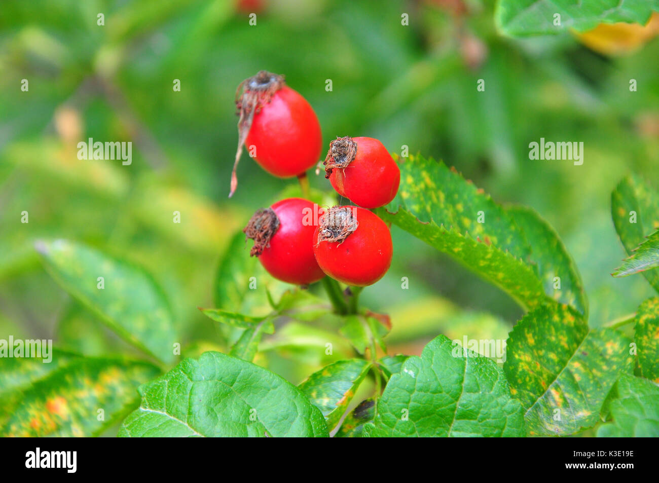 Fr chte -Fotos und -Bildmaterial in hoher Auflösung – Alamy