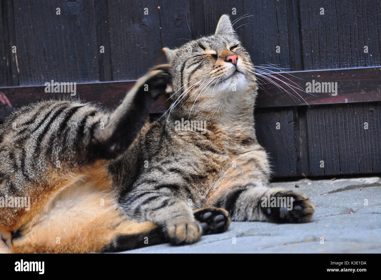 Hauskatze getigert -Fotos und -Bildmaterial in hoher Auflösung – Alamy