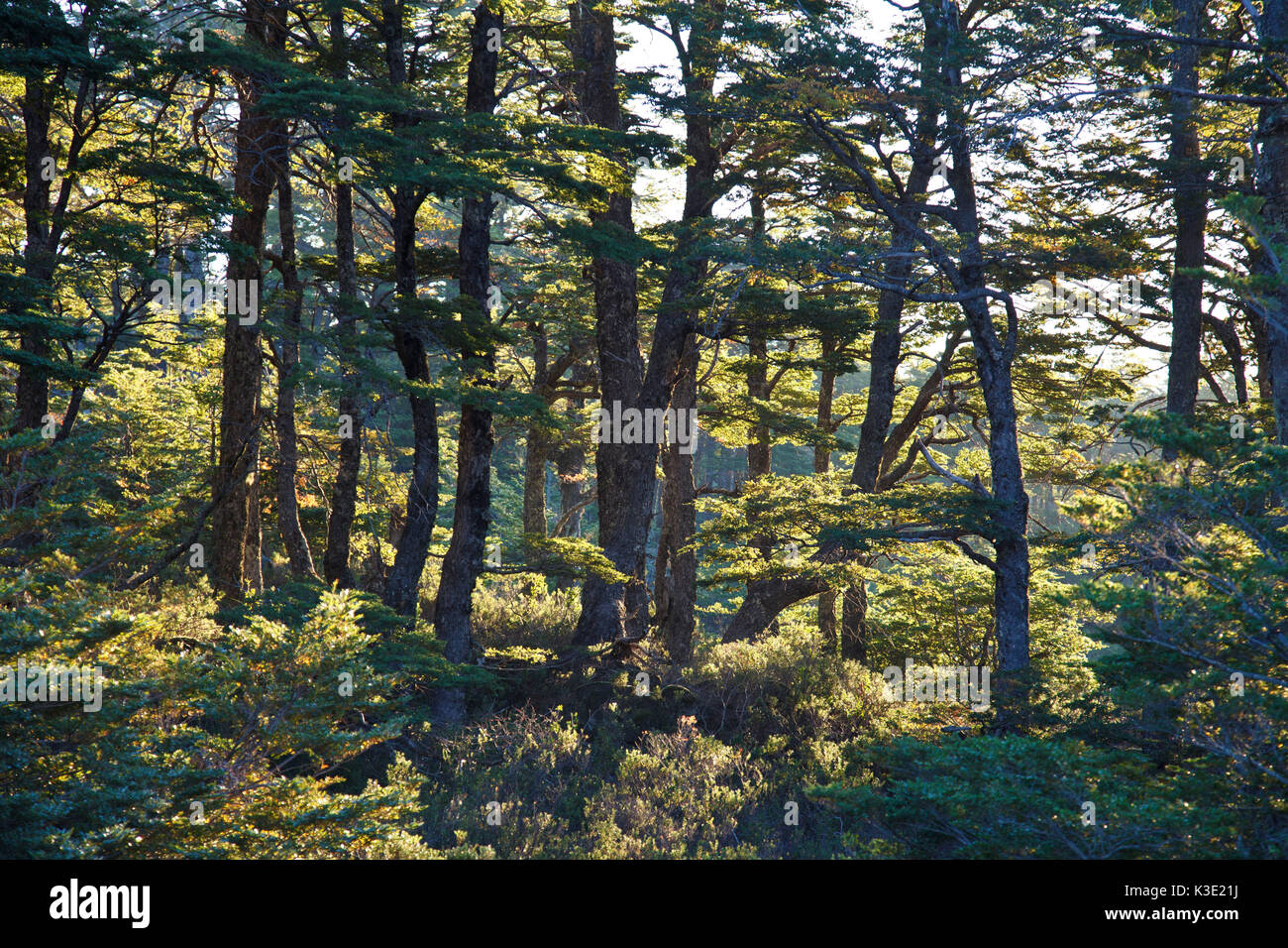 Eichen wald -Fotos und -Bildmaterial in hoher Auflösung – Alamy
