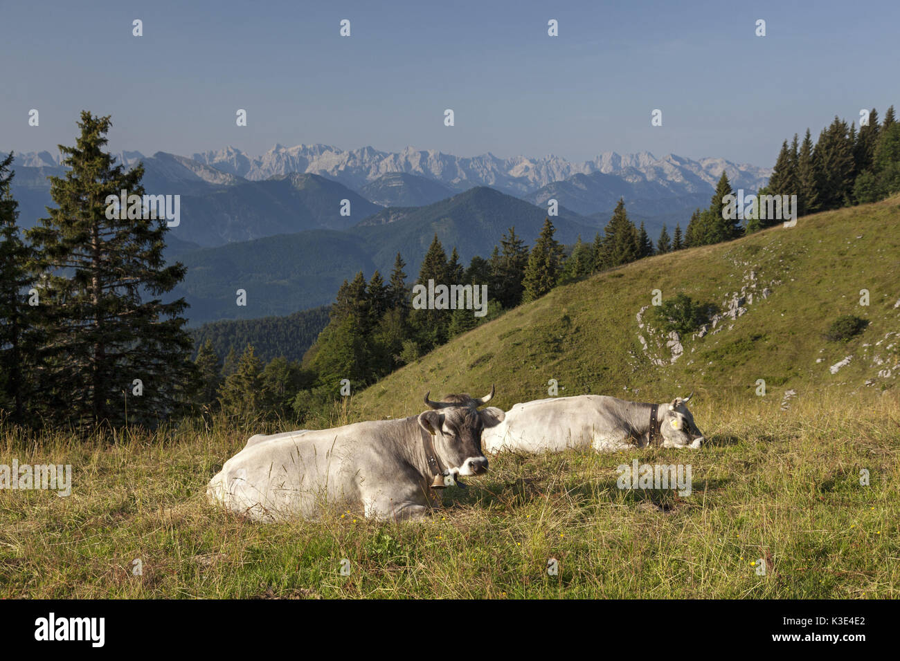 Alm Alp Animal Stockfotos und -bilder Kaufen - Alamy