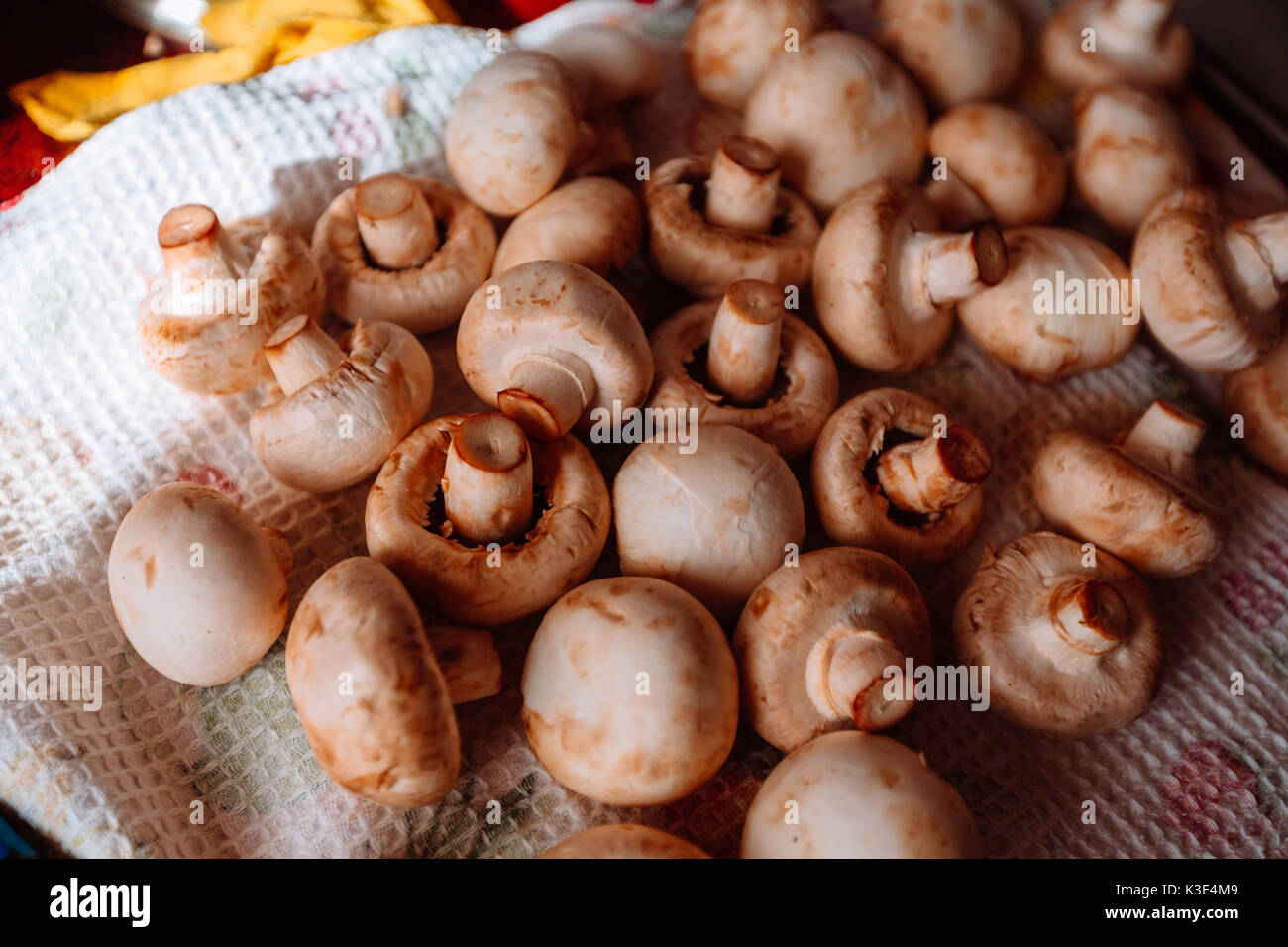 Champignon pilz set -Fotos und -Bildmaterial in hoher Auflösung – Alamy