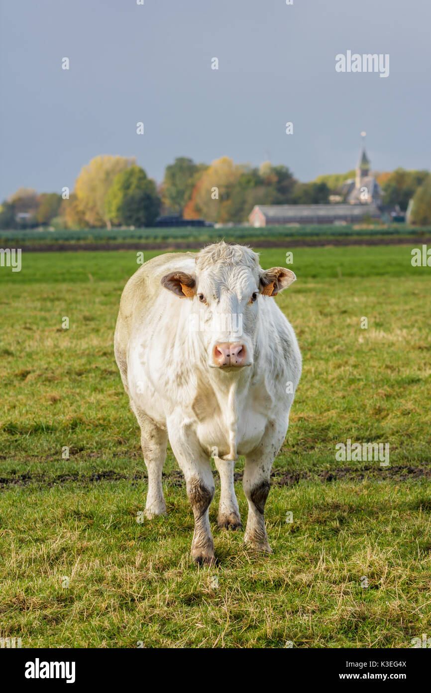 Nord-Holland, Niederlande - 5. November 2016: Niederländisch Rind Kuh ...