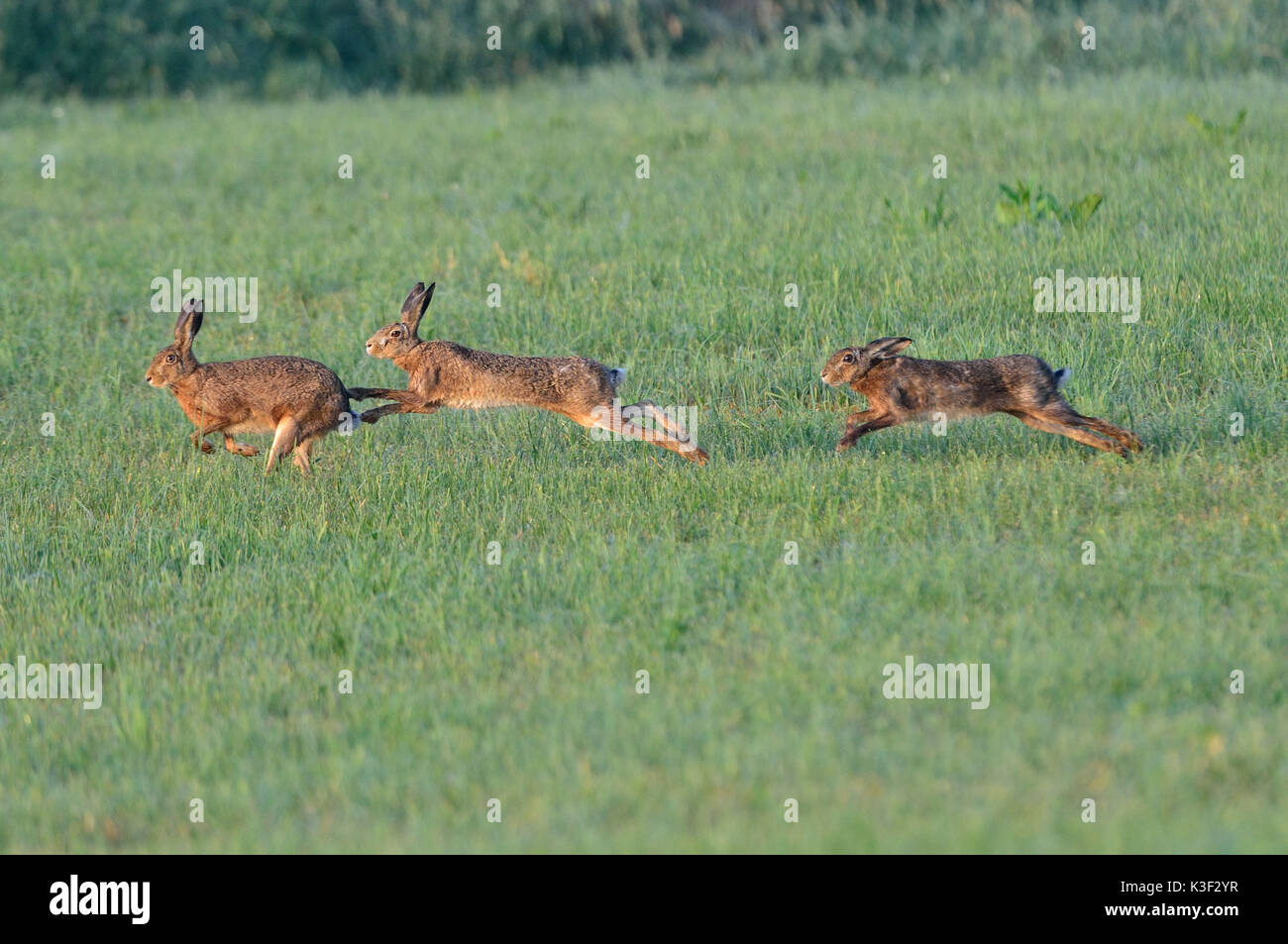 Hasen in der paarungszeit -Fotos und -Bildmaterial in hoher Auflösung ...