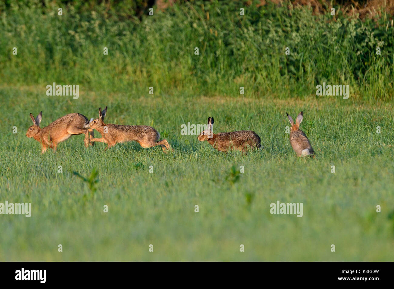 Braune hasen paarung -Fotos und -Bildmaterial in hoher Auflösung – Alamy