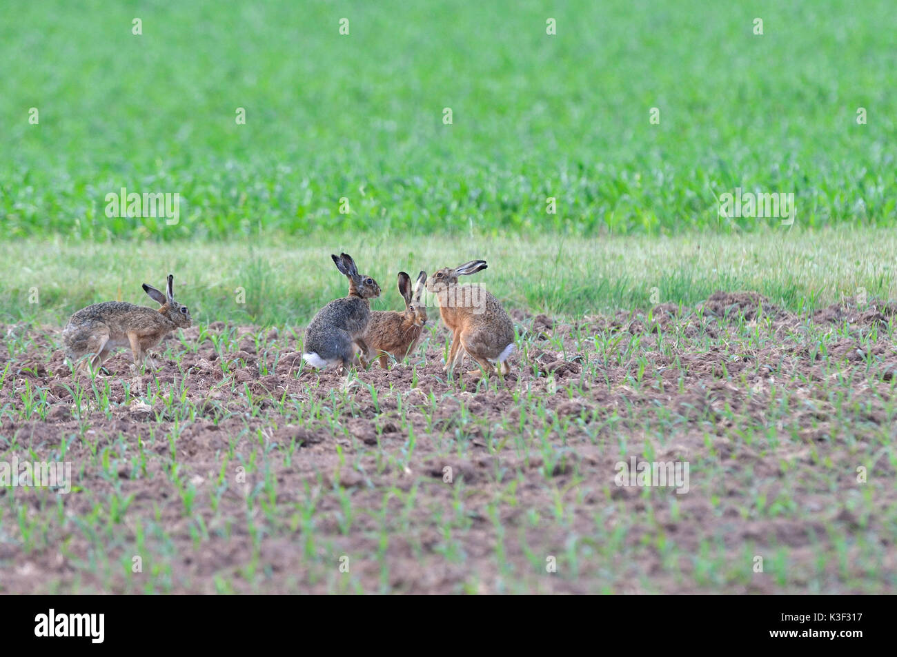 Braune hasen paarung -Fotos und -Bildmaterial in hoher Auflösung – Alamy