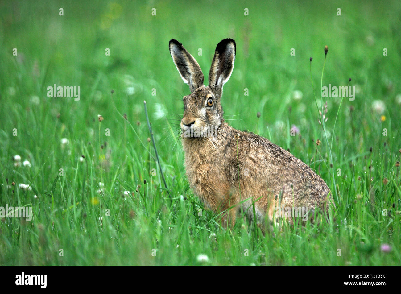 Hase in Blumenwiese Stockfotografie - Alamy
