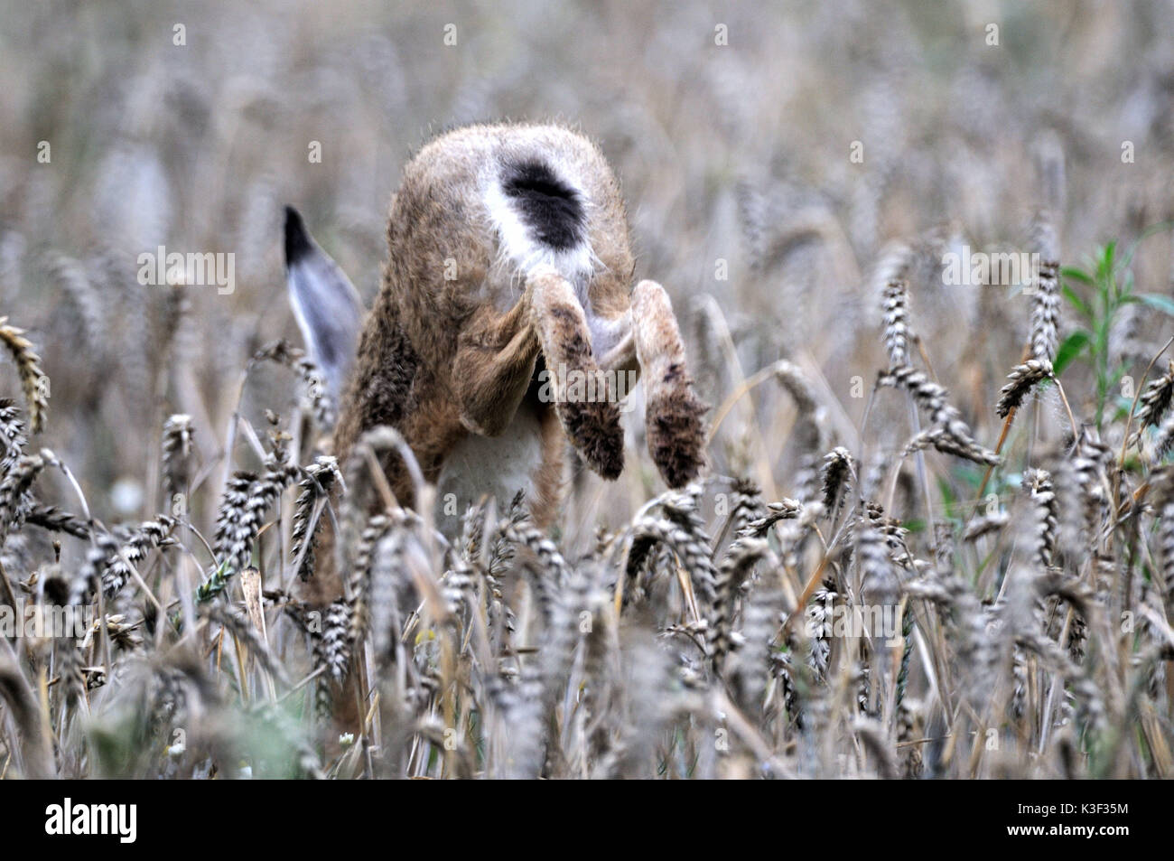Feldhase sprung -Fotos und -Bildmaterial in hoher Auflösung – Alamy