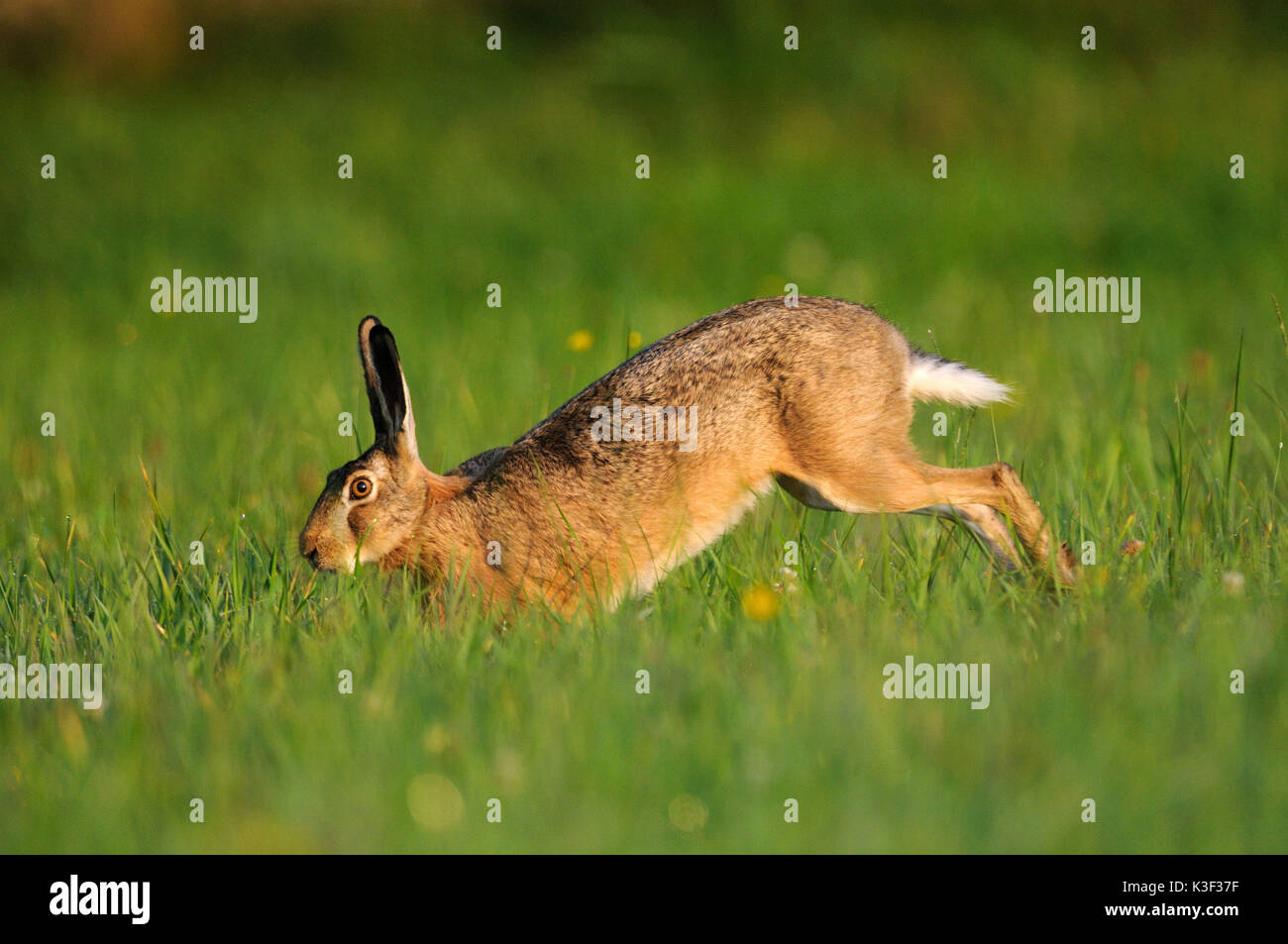 Feldhase sprung -Fotos und -Bildmaterial in hoher Auflösung – Alamy