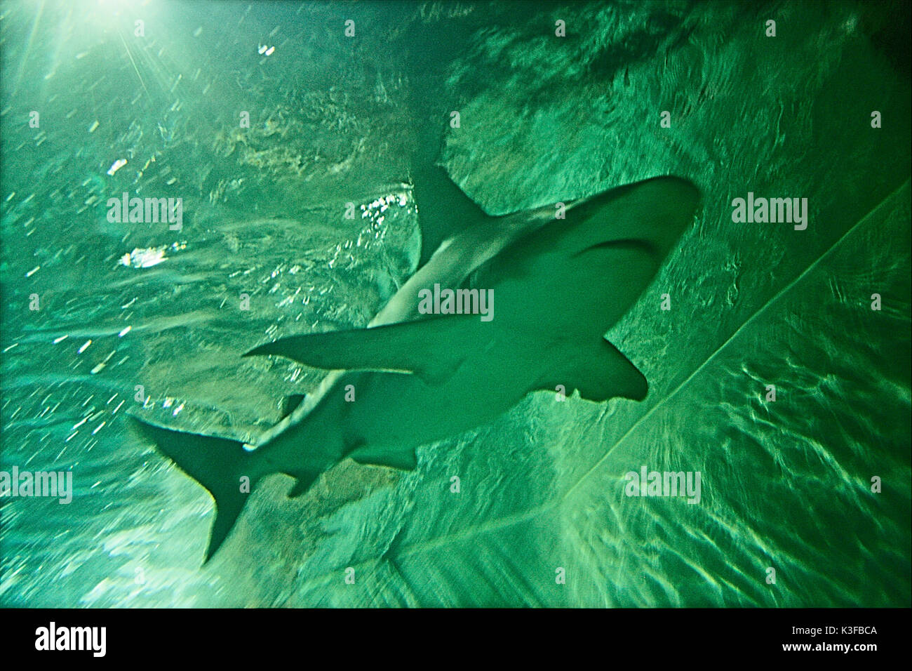 Shark fish -Fotos und -Bildmaterial in hoher Auflösung – Alamy