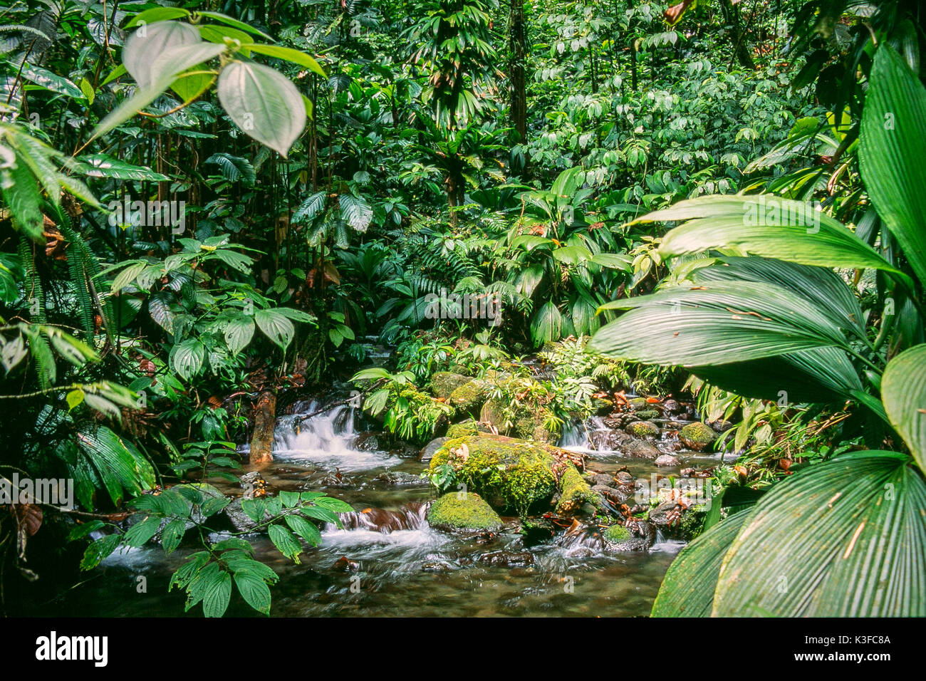 Guadeloupe rainforest -Fotos und -Bildmaterial in hoher Auflösung ...