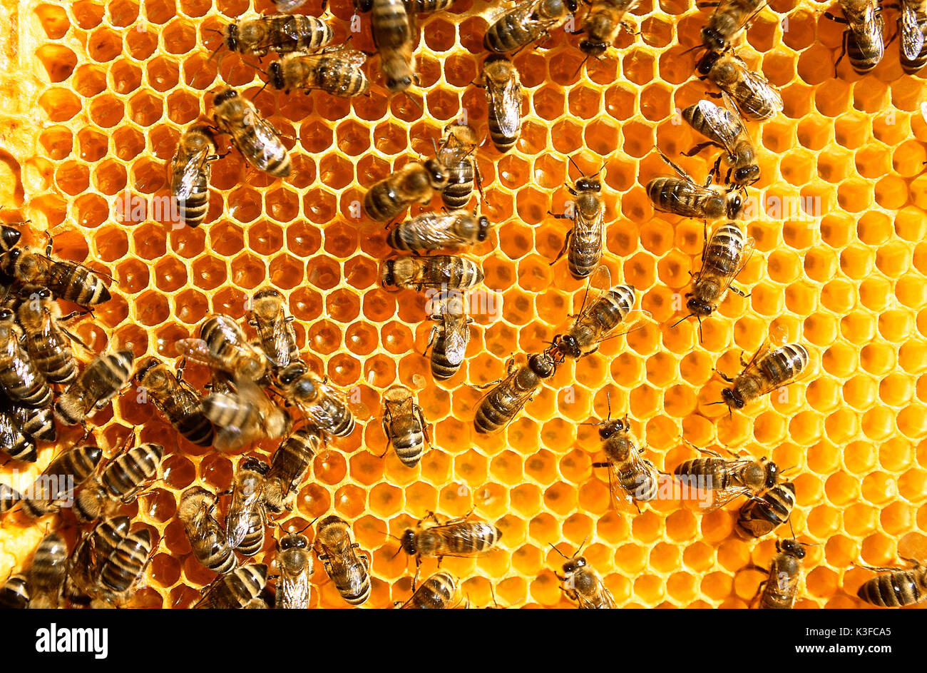 Bienenwabe mit bienen -Fotos und -Bildmaterial in hoher Auflösung – Alamy