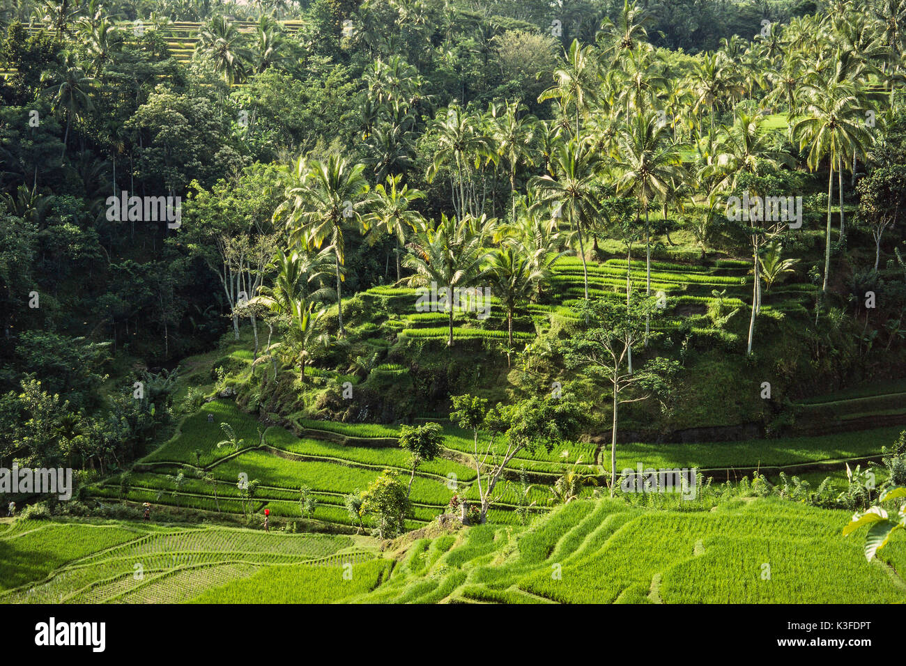 Reisterrassen bali -Fotos und -Bildmaterial in hoher Auflösung – Alamy