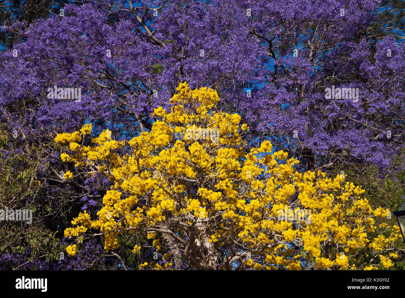 Jacaranda tree -Fotos und -Bildmaterial in hoher Auflösung – Alamy