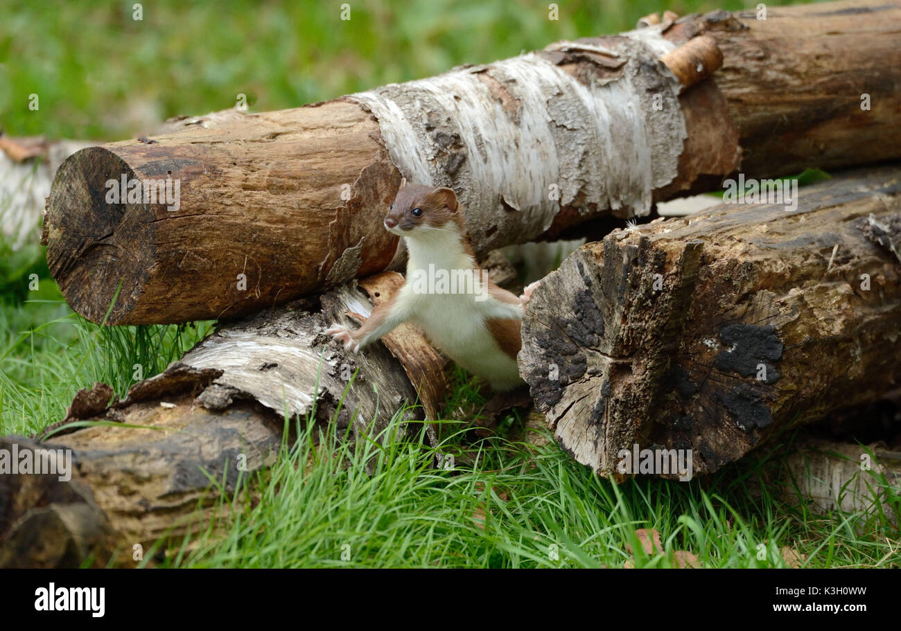 Big weasel -Fotos und -Bildmaterial in hoher Auflösung – Alamy