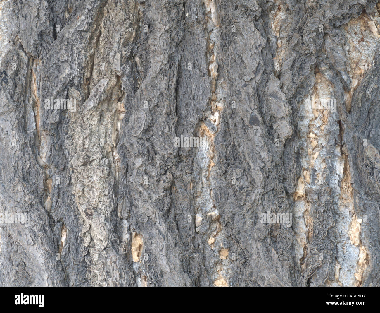 Rinde eines Ginko Baum, Nahaufnahme Stockfotografie - Alamy