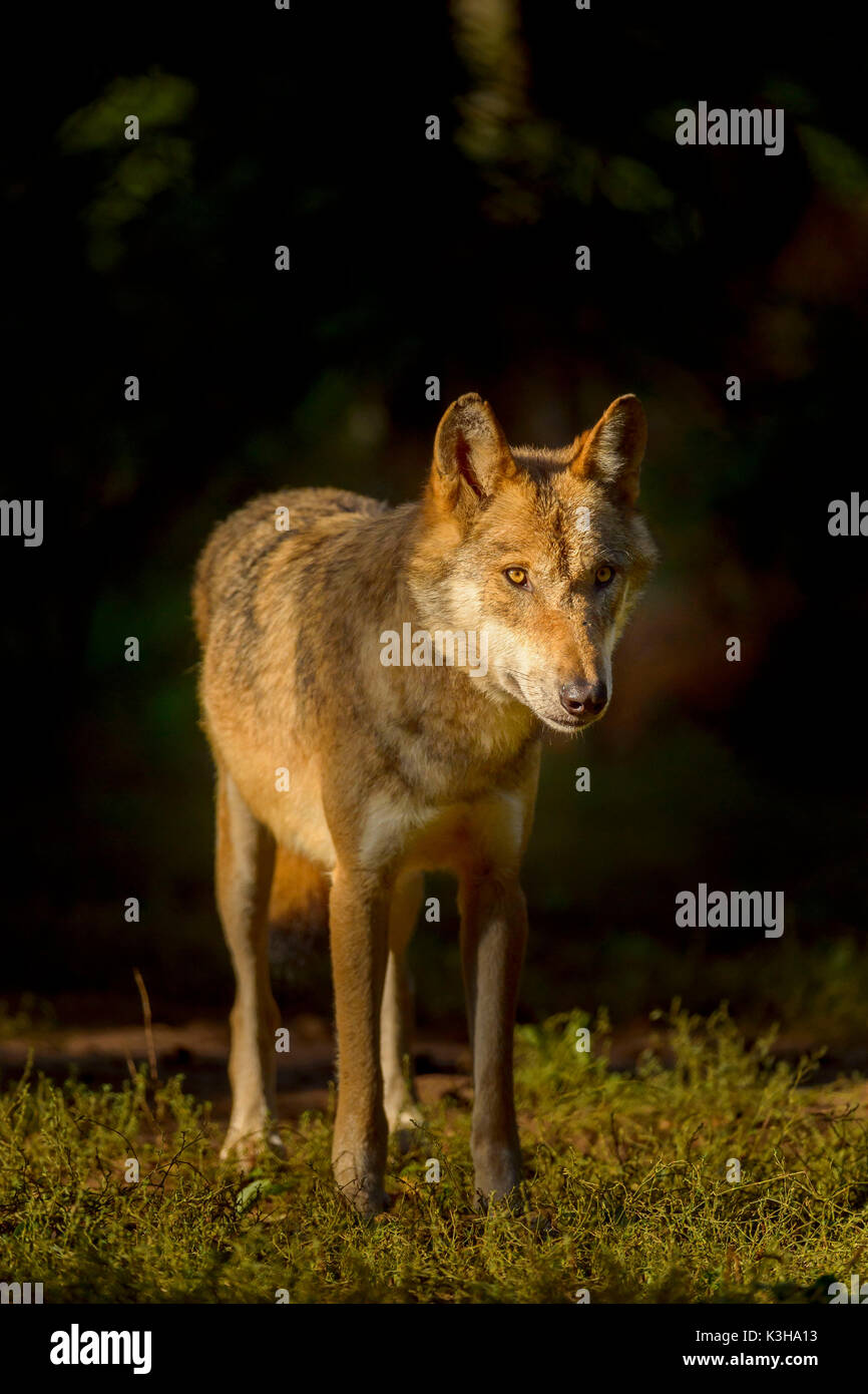 Europäischer grauer wolf -Fotos und -Bildmaterial in hoher Auflösung ...