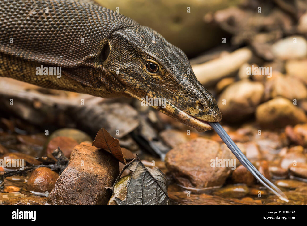 Waran im gunung leuser nationalpark auf sumatra indonesien -Fotos und ...