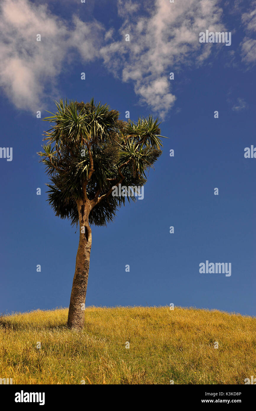 Typisch neuseeland -Fotos und -Bildmaterial in hoher Auflösung – Alamy