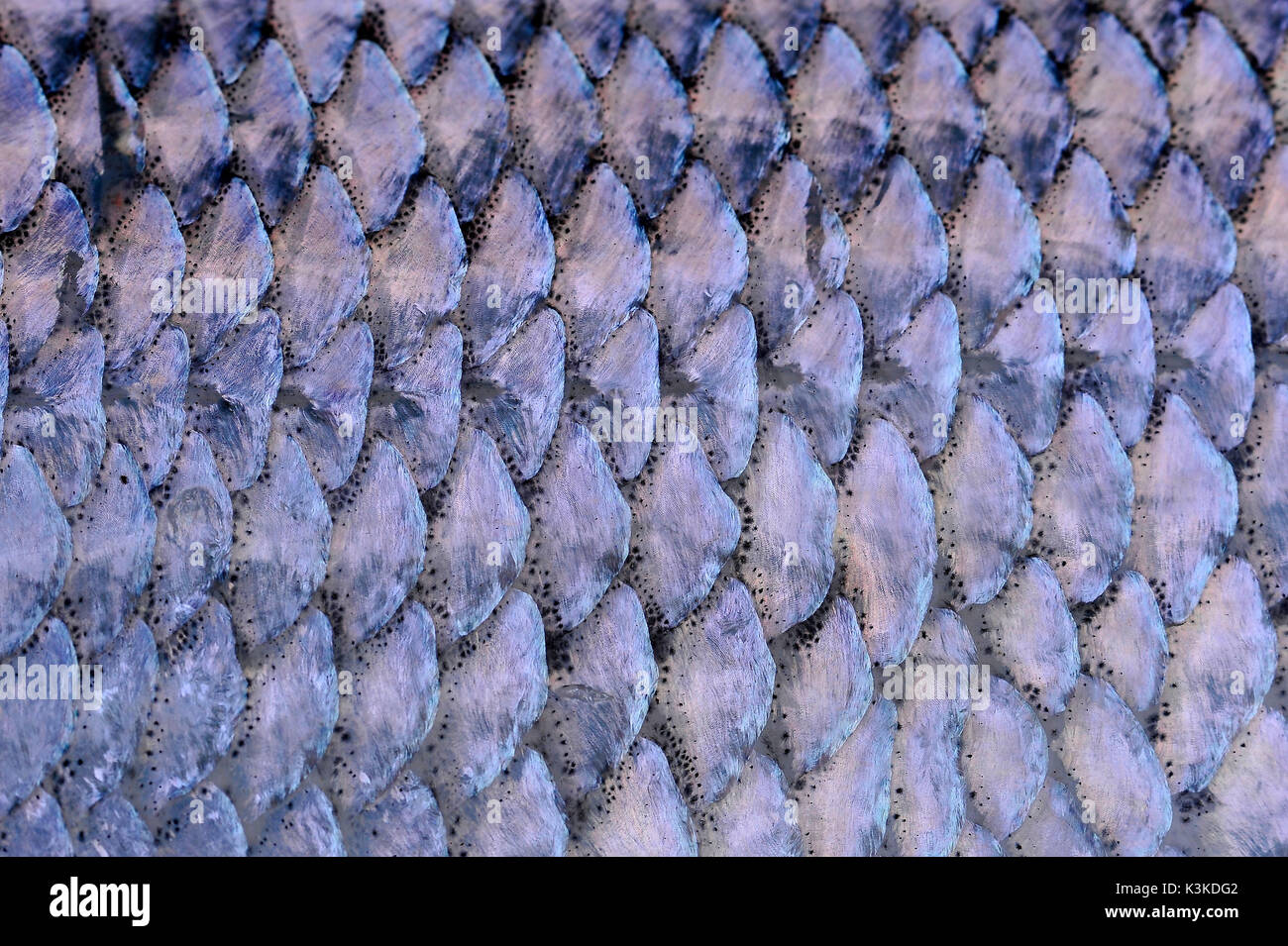 Fischschuppen hautnah -Fotos und -Bildmaterial in hoher Auflösung – Alamy
