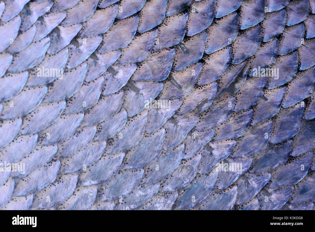 Fischschuppen und seitliche Organ eines Lake whitefish als extreme ...