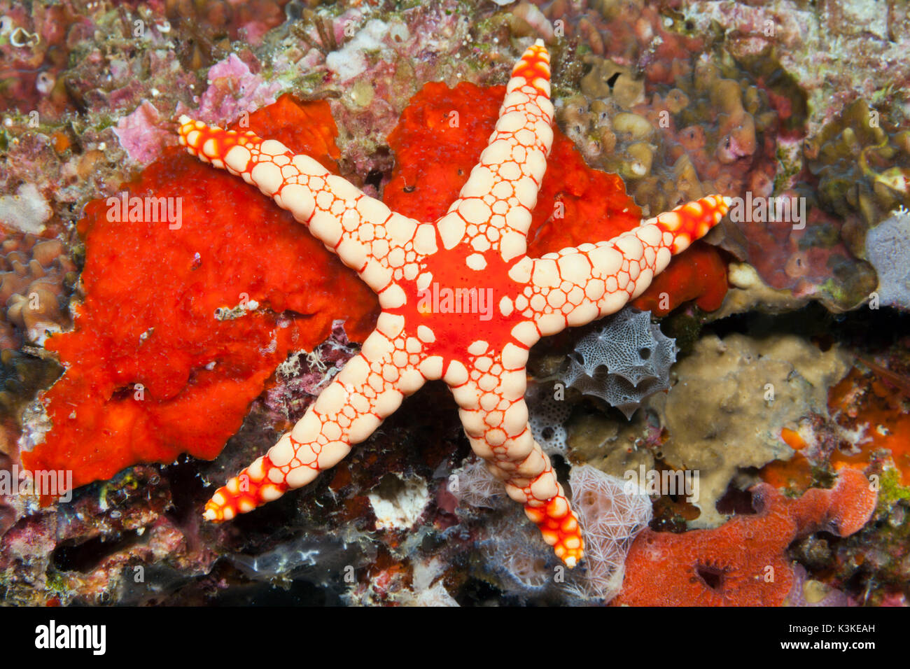 Fromia seesterne -Fotos und -Bildmaterial in hoher Auflösung – Alamy
