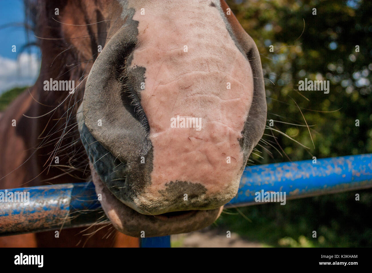 Freundliches pferd -Fotos und -Bildmaterial in hoher Auflösung – Alamy
