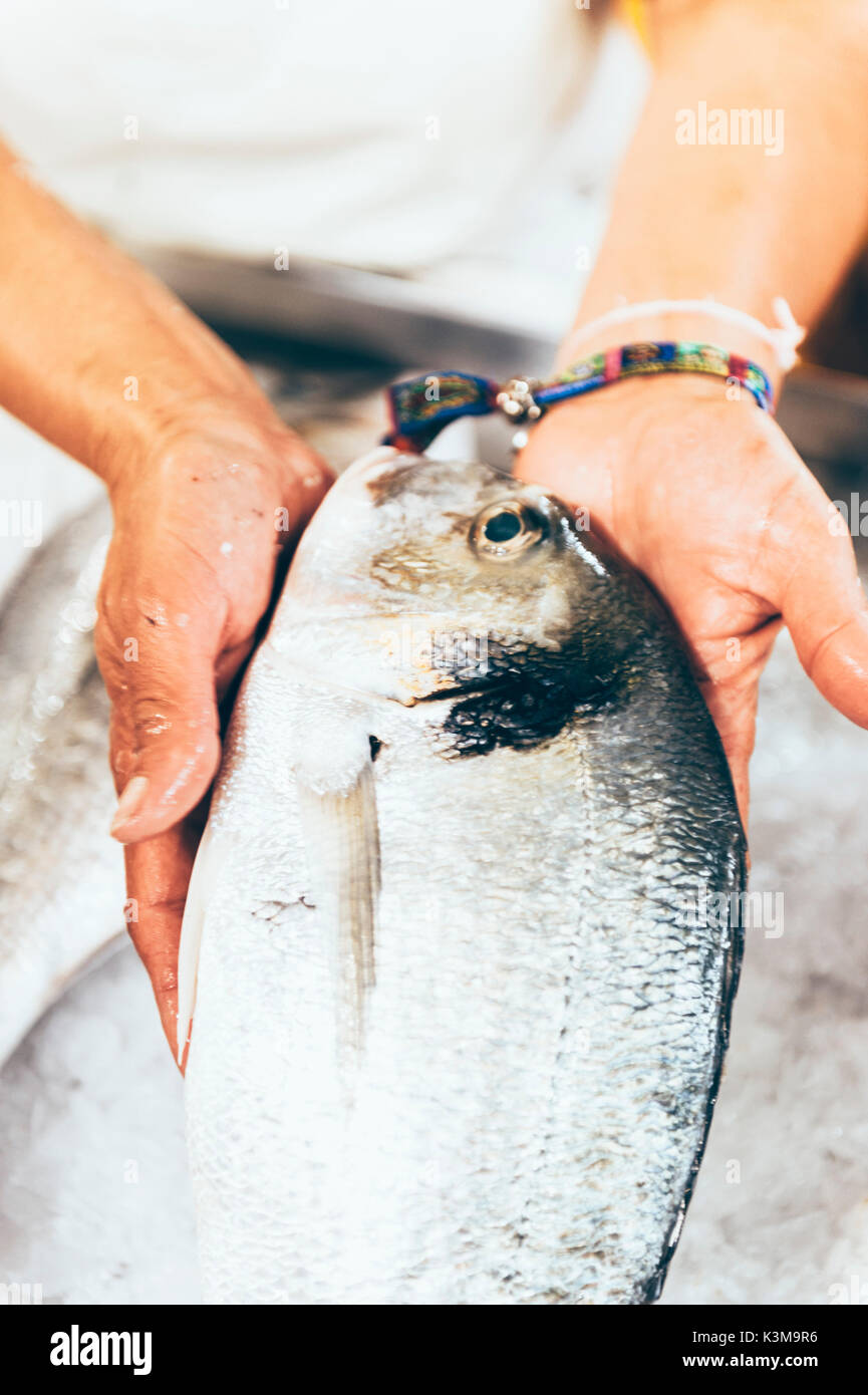 Pargo Fisch Stockfotos und -bilder Kaufen - Alamy