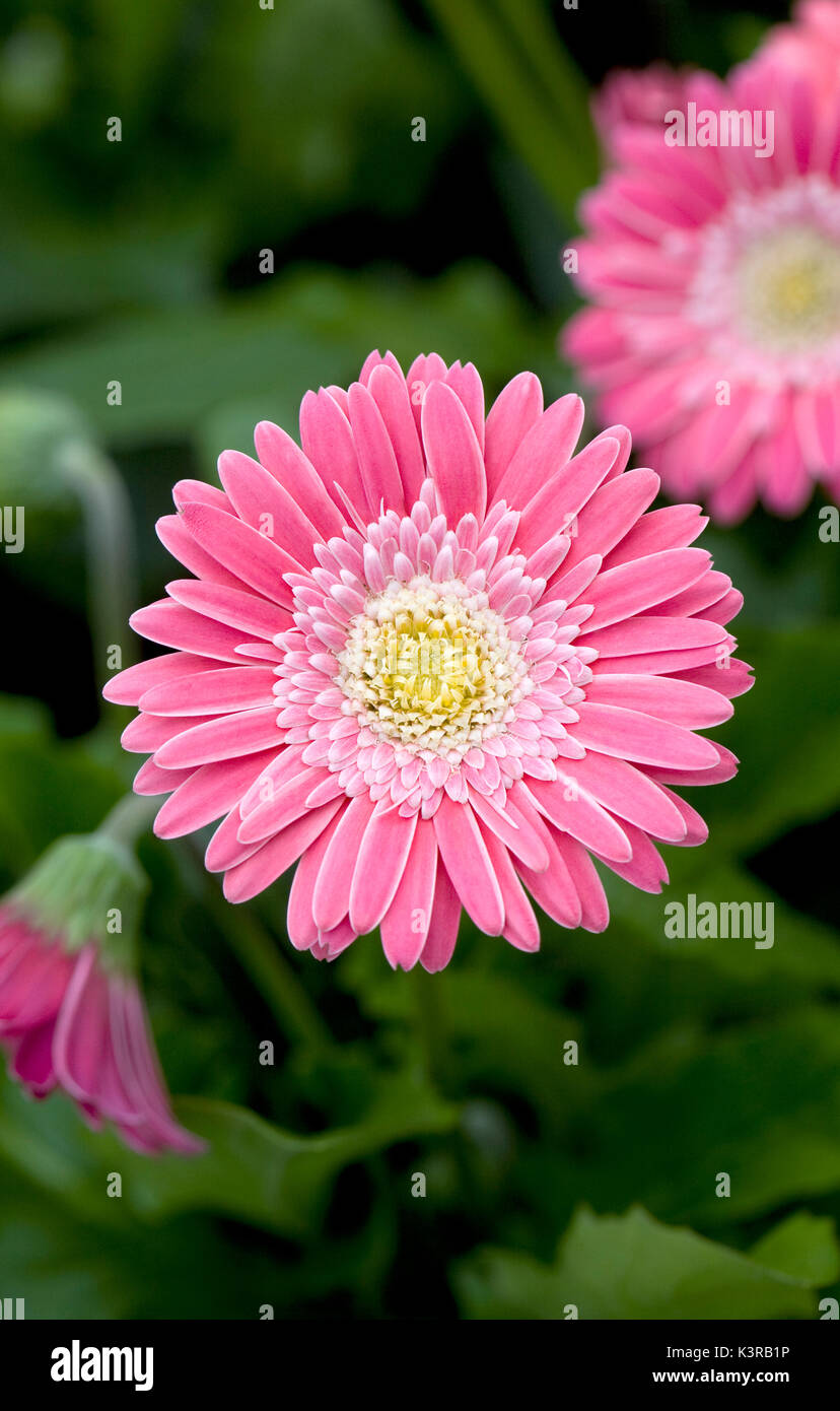 Rosa gerbera blumen -Fotos und -Bildmaterial in hoher Auflösung – Alamy