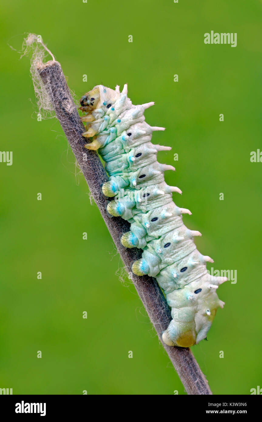 Raupe samia ricini -Fotos und -Bildmaterial in hoher Auflösung – Alamy