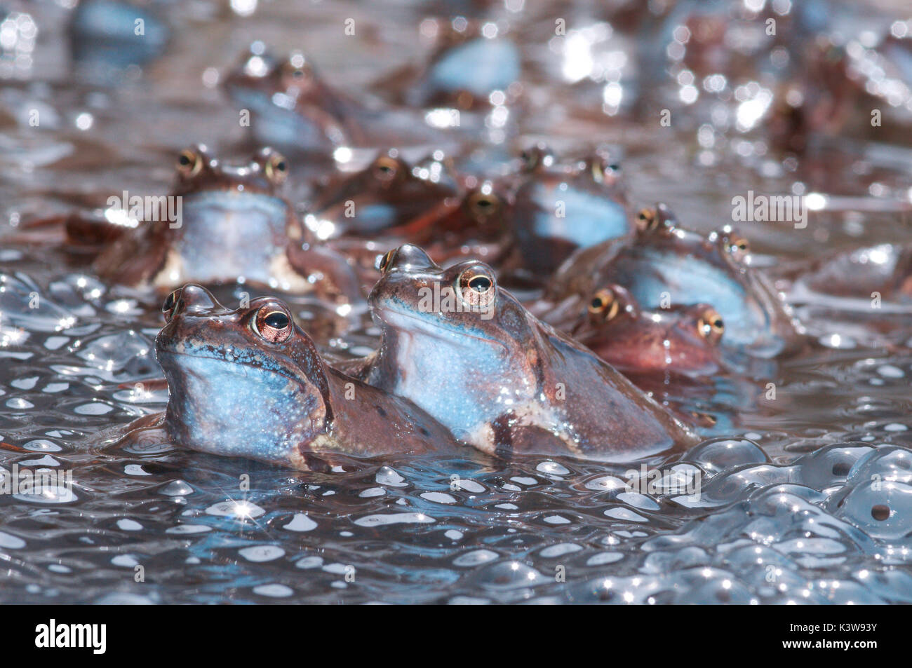 Alpine frog -Fotos und -Bildmaterial in hoher Auflösung – Alamy