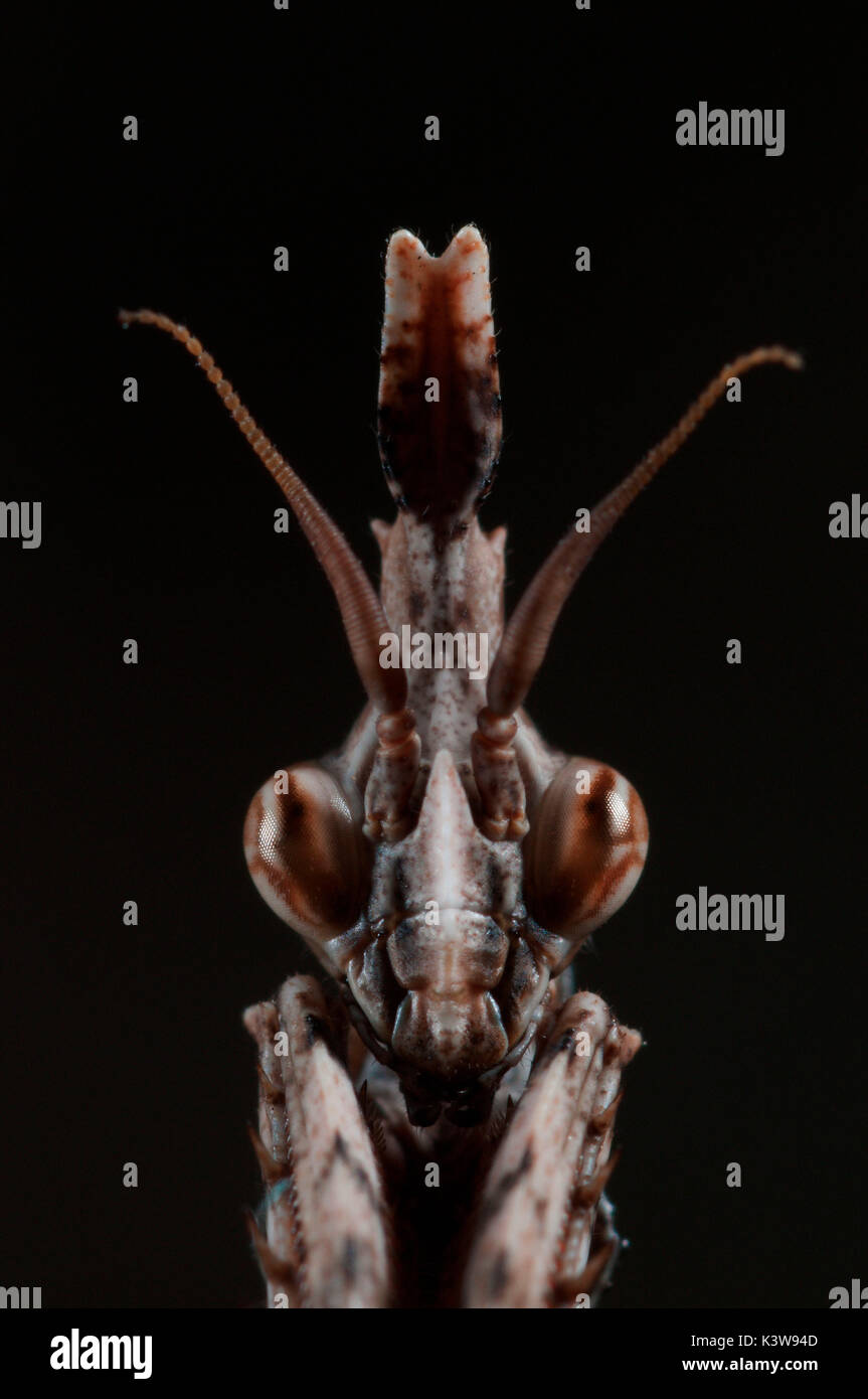 Mantis empusa pennata avetotal -Fotos und -Bildmaterial in hoher ...