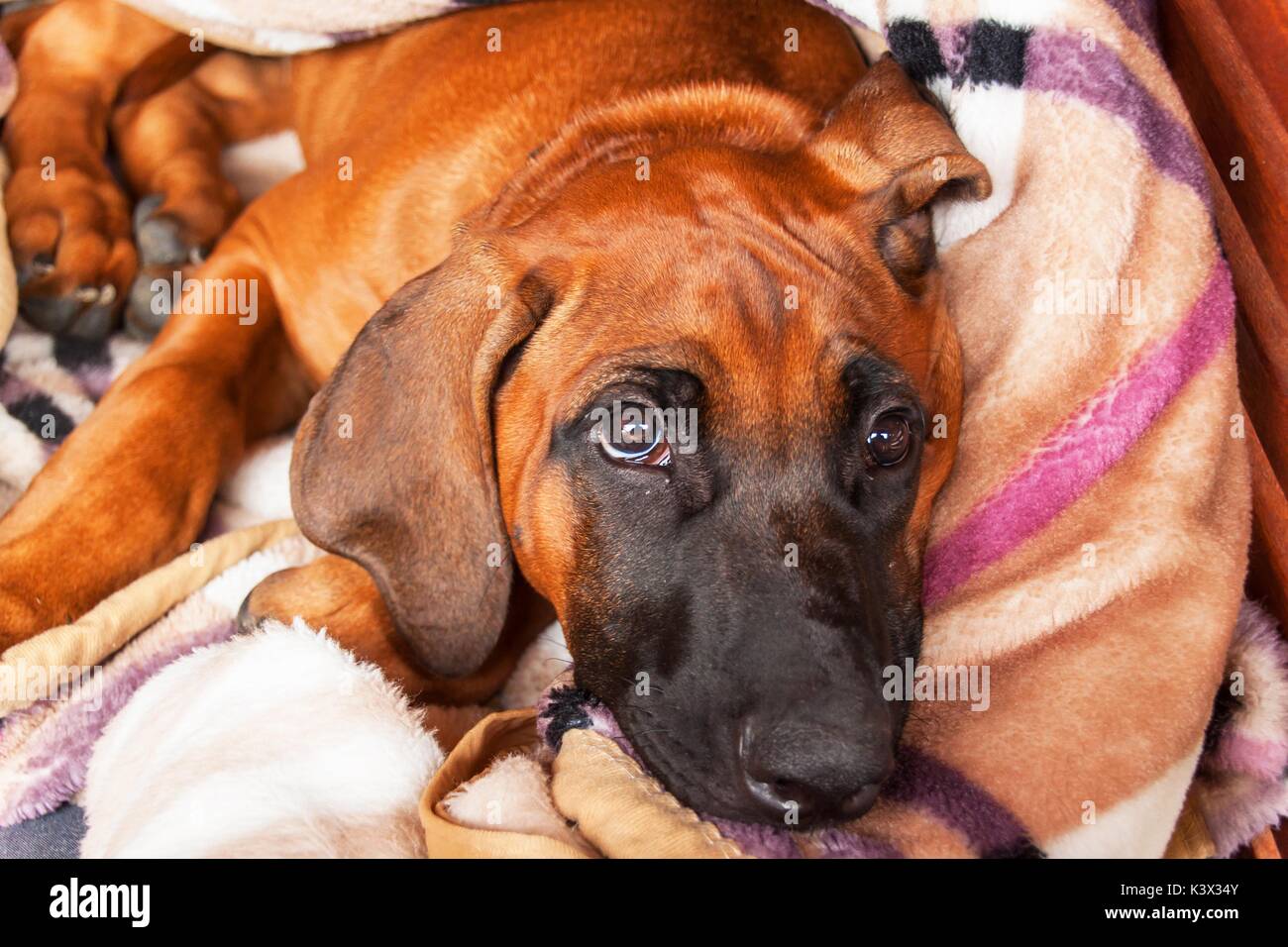 Rhodeian Ridgeback Welpe ist auf dem Boden liegt. Ruhe junger Hund. Der ...
