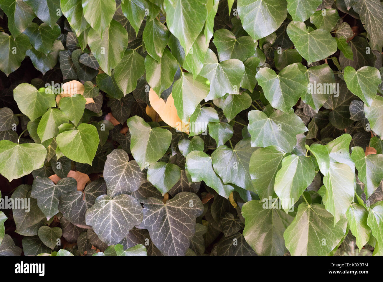 Efeu wand -Fotos und -Bildmaterial in hoher Auflösung – Alamy