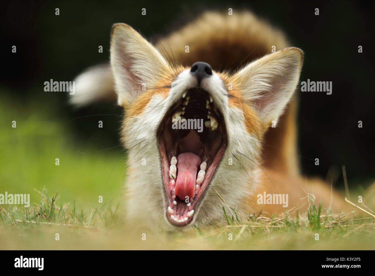 Nahaufnahme Fuchs Stockfotos und -bilder Kaufen - Alamy
