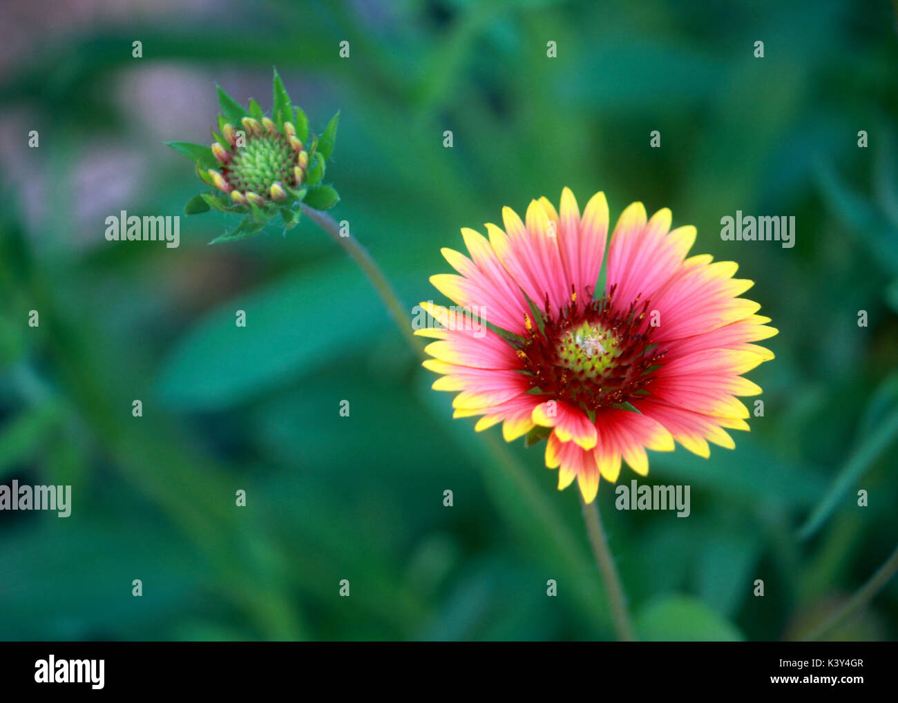 Langer stiel der blume -Fotos und -Bildmaterial in hoher Auflösung – Alamy