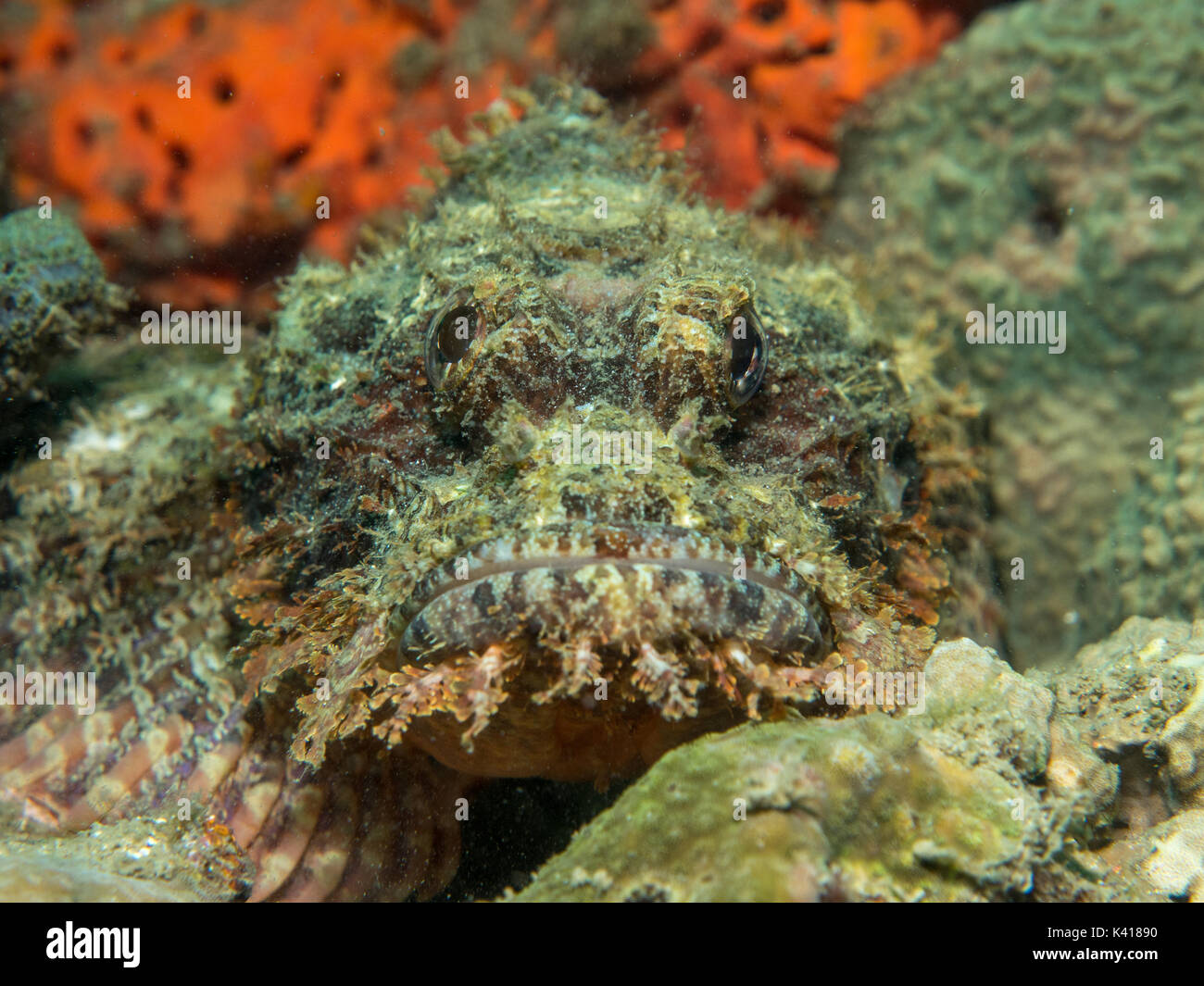 Steinfisch getarnt -Fotos und -Bildmaterial in hoher Auflösung – Alamy