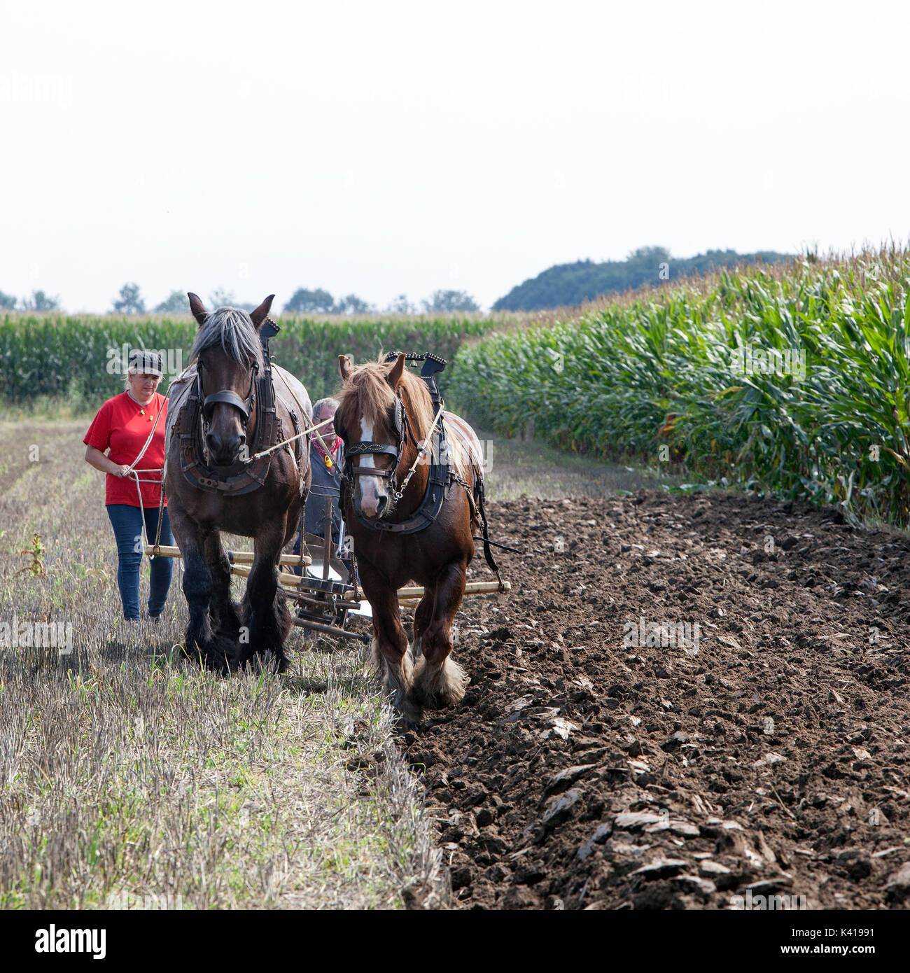 Zwei pferde pflug -Fotos und -Bildmaterial in hoher Auflösung – Alamy