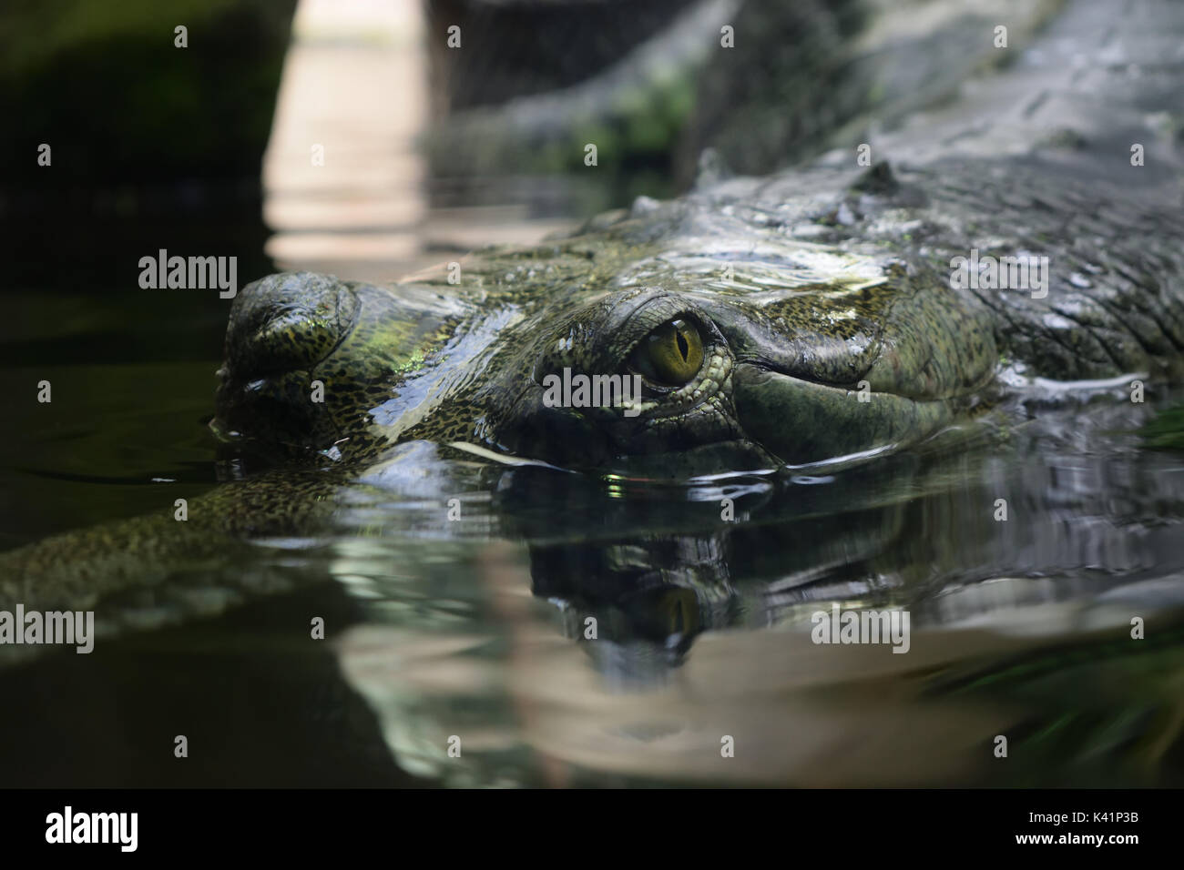 Scharf gezahntes tier Stockfotos und -bilder Kaufen - Alamy