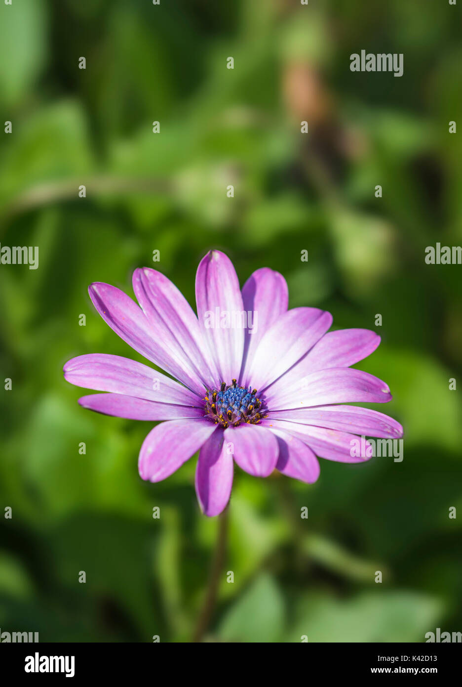 Kapkörbchen (Osteospermum Ecklonis) im Spätsommer in West Sussex, UK ...