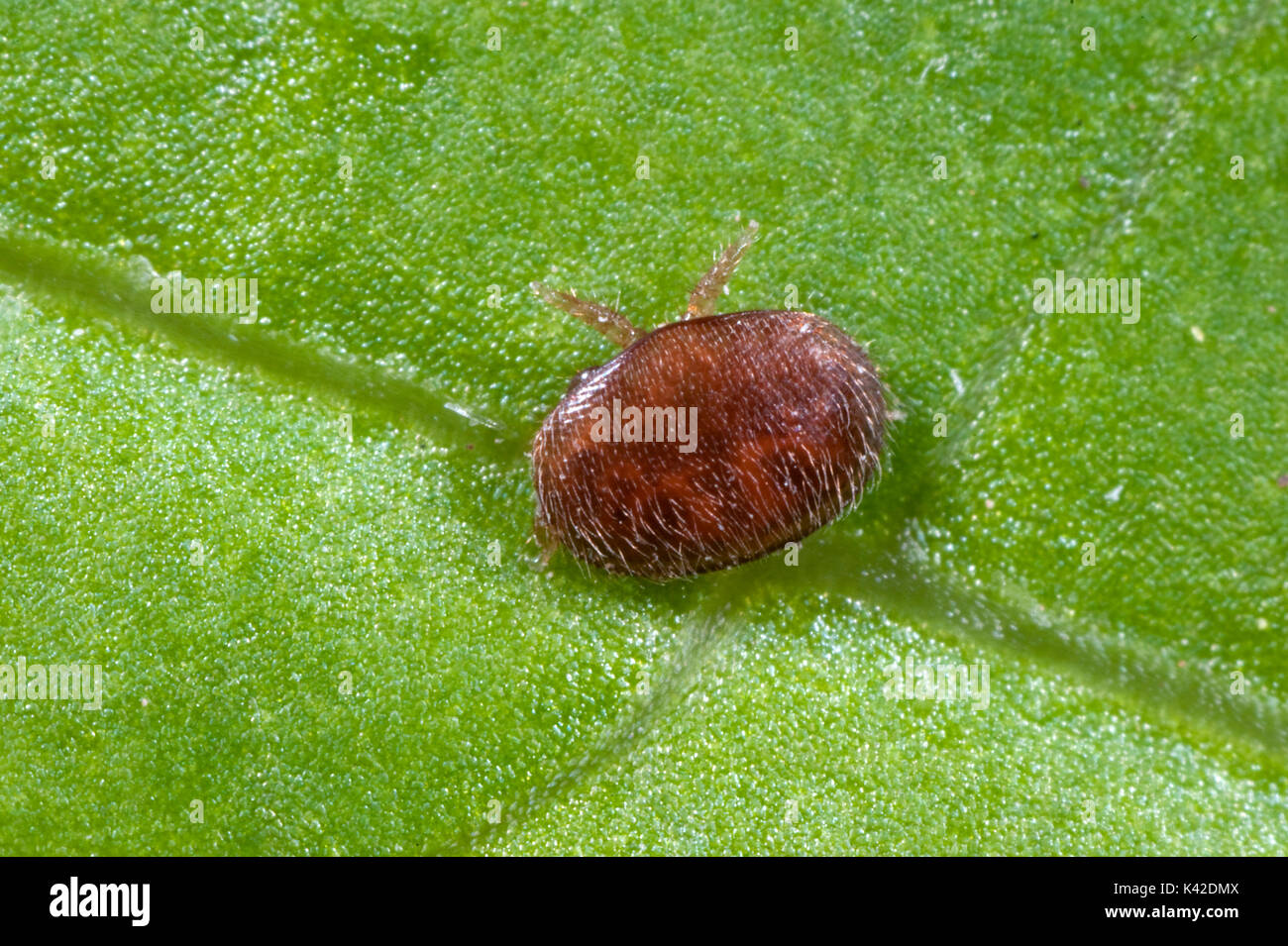 Varroa milben krankheit -Fotos und -Bildmaterial in hoher Auflösung – Alamy