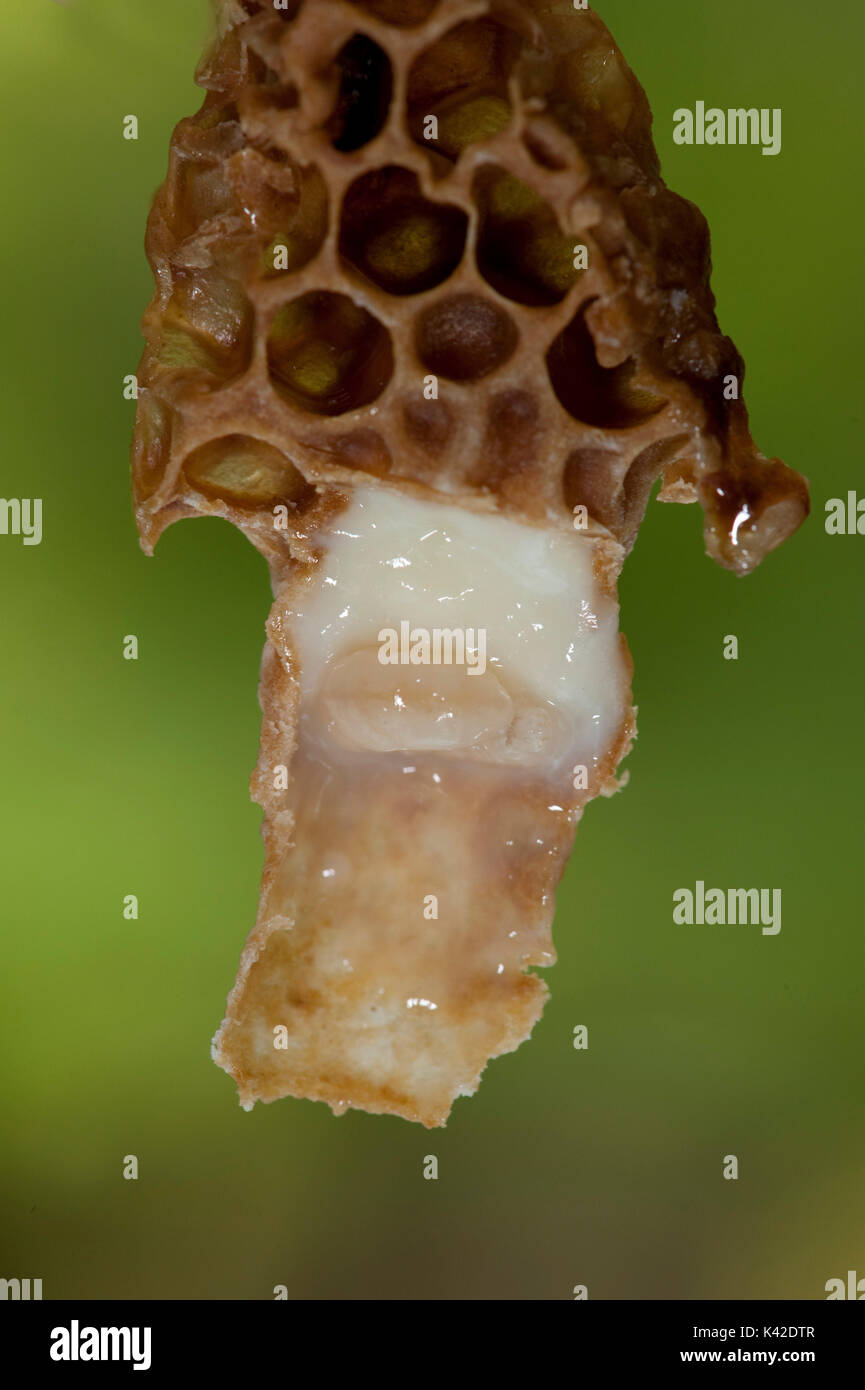 Honigbiene, Apis mellifera, Kent Großbritannien, Königin Zelle ...
