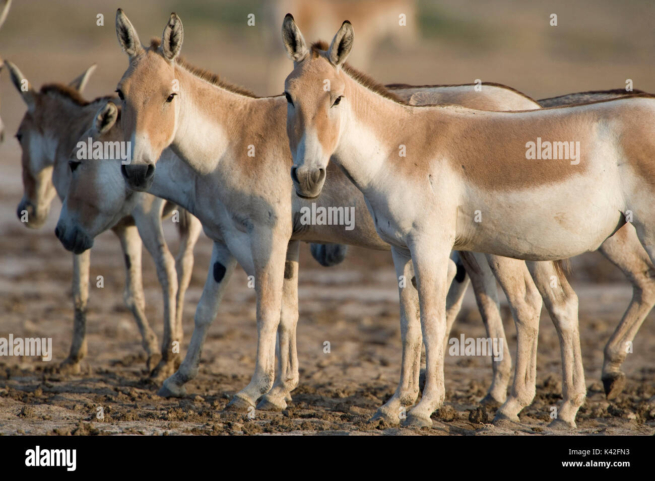 Indische Wilde Esel, Equus hemionus khur, wenig Rann von Kutch, Gujarat ...