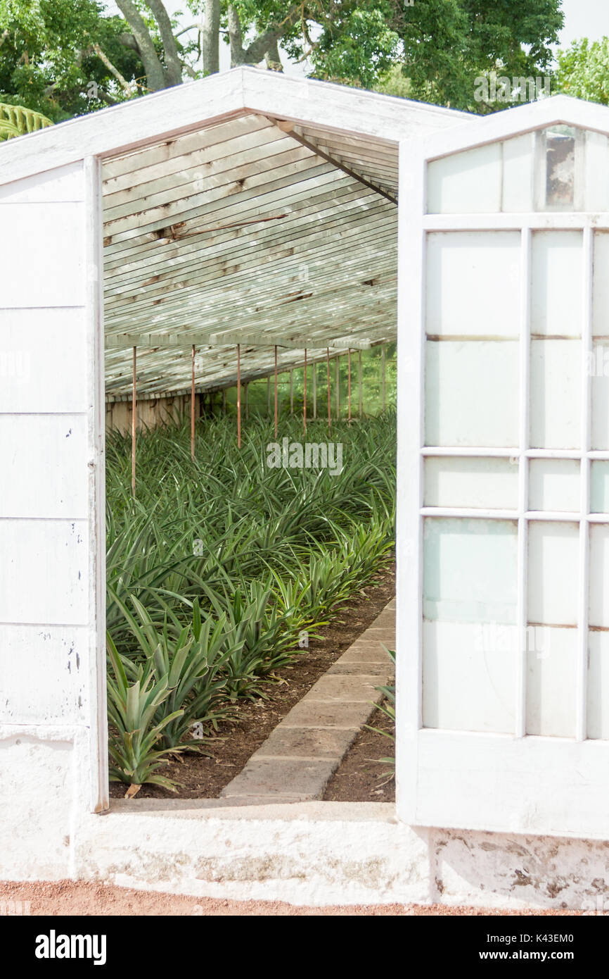 Azoren ananas plantage -Fotos und -Bildmaterial in hoher Auflösung – Alamy