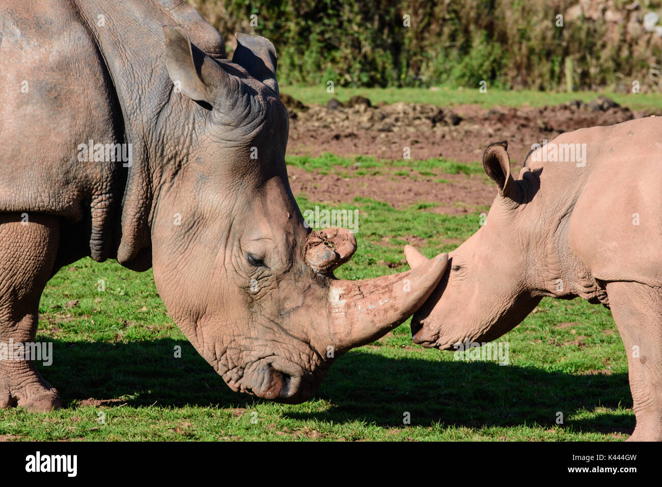 Zoo animals -Fotos und -Bildmaterial in hoher Auflösung – Alamy