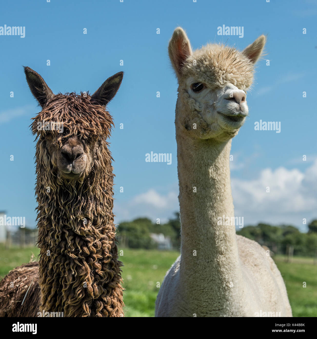 Braune suri -Fotos und -Bildmaterial in hoher Auflösung – Alamy