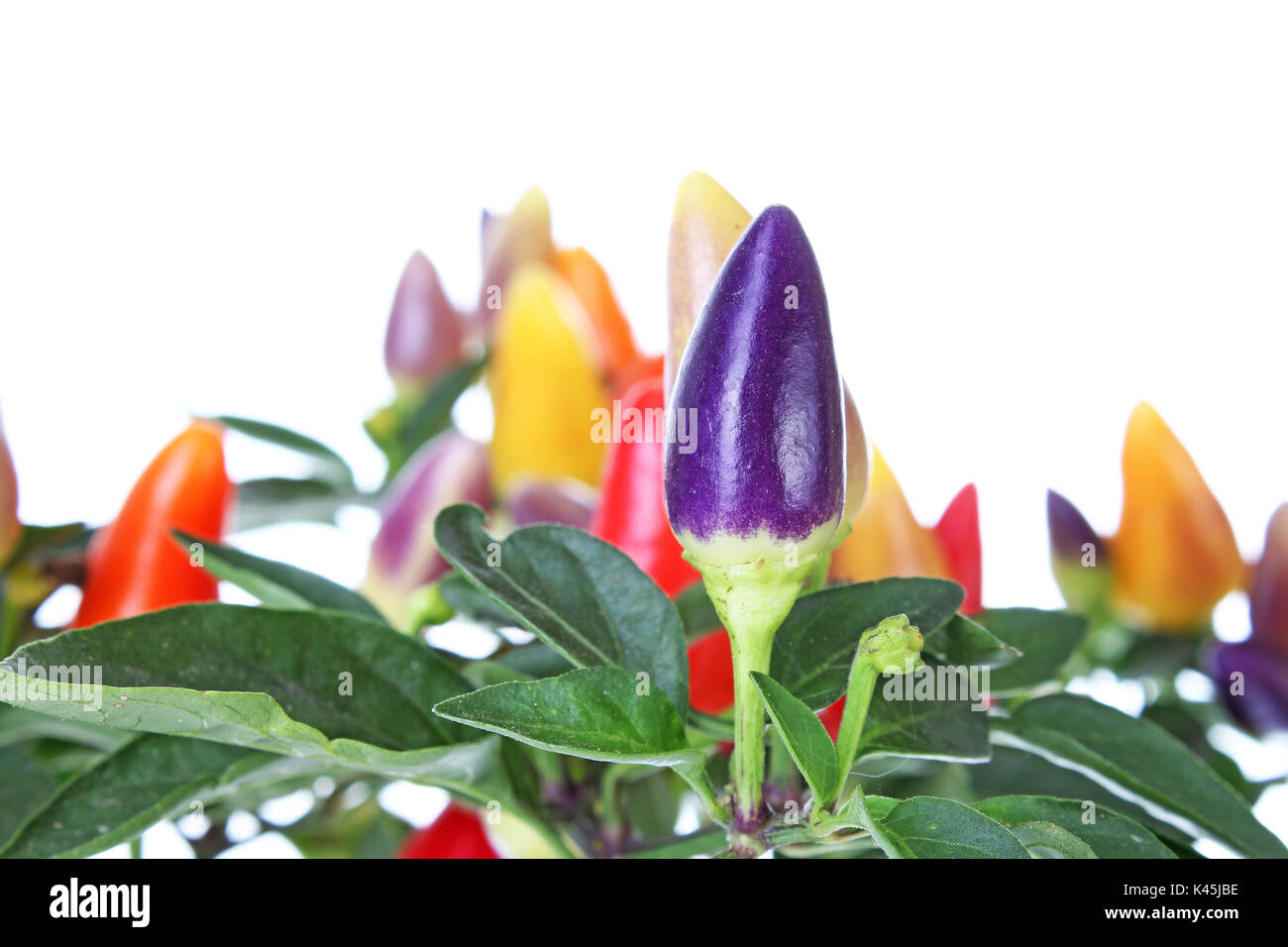 Mini chili Baum Busch. Lila gelb rot orange Farbe Paprikas. Bunte chili ...