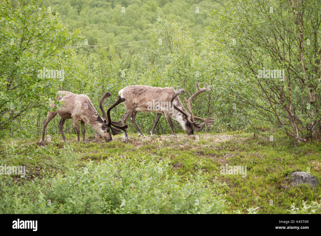 2 rentiere -Fotos und -Bildmaterial in hoher Auflösung – Alamy