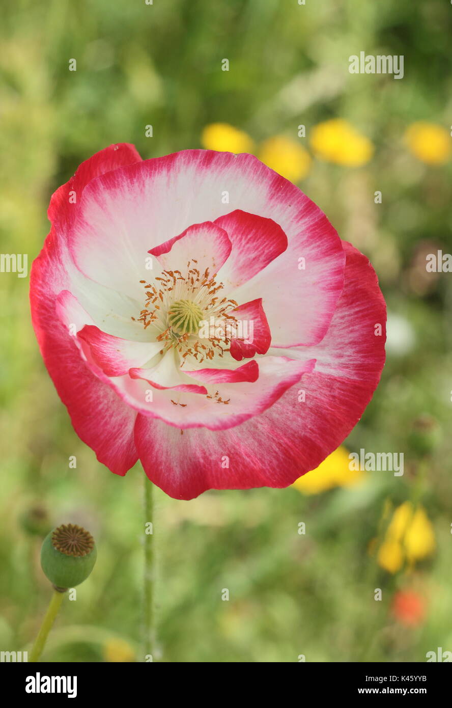 Shirley mohn wiese -Fotos und -Bildmaterial in hoher Auflösung – Alamy