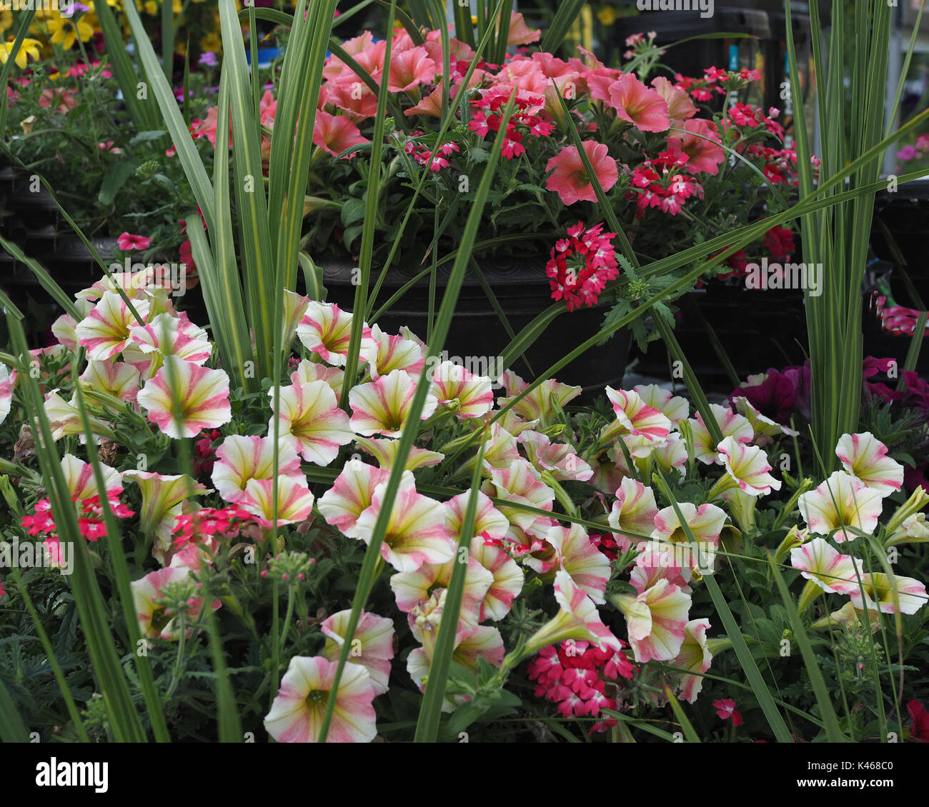 Natur frische -Fotos und -Bildmaterial in hoher Auflösung – Alamy